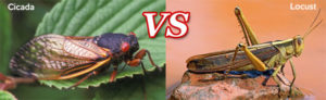 Cicada vs Locust